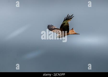 A red kite soars through the air. A typical German bird of prey from ...