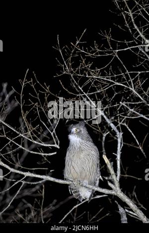 Blakiston's fish owl, Ketupa blakistoni, the largest owl feeding in a ...