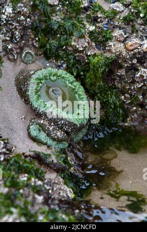 A Giant Green Sea Anemone (Anthopleura xanthogrammica) with brightly ...