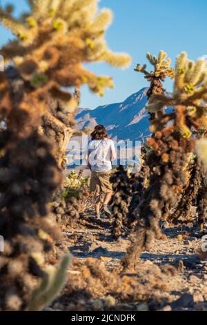 Hiker in Cholla Cactus garden in Joshua Tree National Park Stock Photo ...