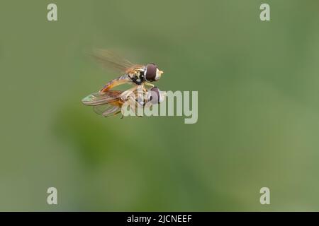 Hover Fly (Eupeodes spp.) mating in flight Stock Photo - Alamy