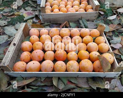 Boxes full of persimmon fruit just kept Stock Photo - Alamy