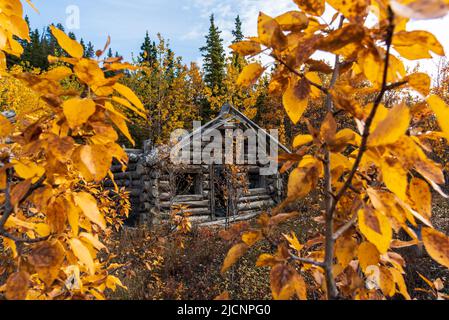 Abandoned log cabin that is collapsed and falling over in the woods ...