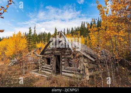 Abandoned log cabin that is collapsed and falling over in the woods ...