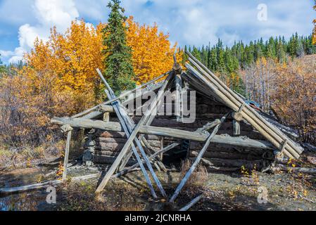 Abandoned log cabin that is collapsed and falling over in the woods ...