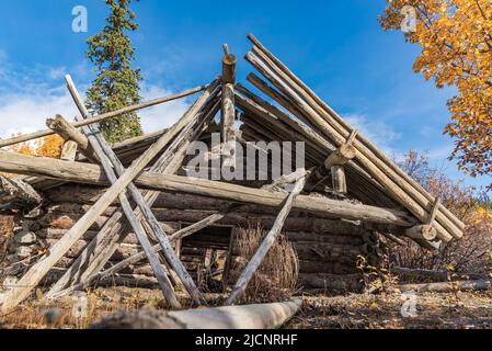 Abandoned log cabin that is collapsed and falling over in the woods ...