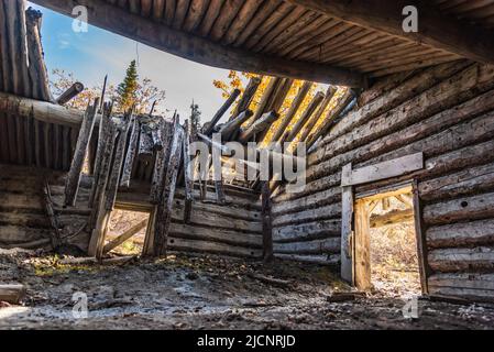 Abandoned log cabin that is collapsed and falling over in the woods ...