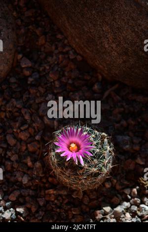 A beehive cactus (Escobaria vivipara) blooms in the desert of the ...