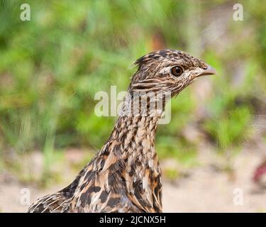 Ruffed Grouse (Bonasa umbellus) on ground, Saguenay lac St Jean region ...