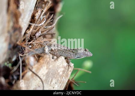 Macro closeup of blown alone lizard warming on summer sun. Anolis ...