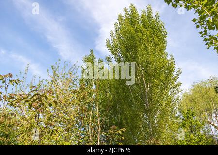 A row of Poplar trees in early autumn in Clarens Eastern Freestate ...