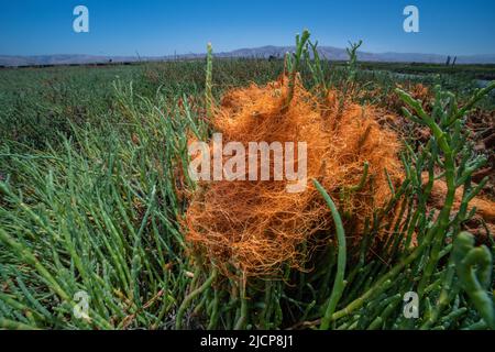 Goldenthread or pacific dodder (Cuscuta pacifica) is a parasitic plant ...