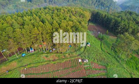 Aerial view of The atmosphere around the tent site of the Datar Pinus ...