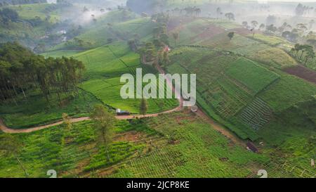 Aerial view of The atmosphere around the tent site of the Datar Pinus ...