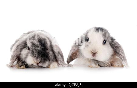mini lops in front of white background Stock Photo - Alamy