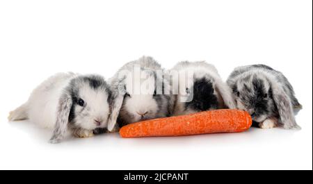 mini lops in front of white background Stock Photo - Alamy