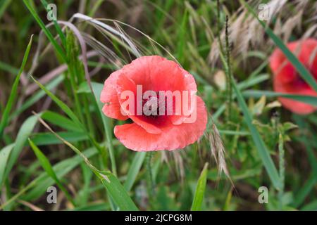 A poppy red bloom in detail view Stock Photo - Alamy