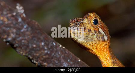Brown-patched Kangaroo lizard, Wiegmann's Agama, Sri Lankan Kangaroo ...