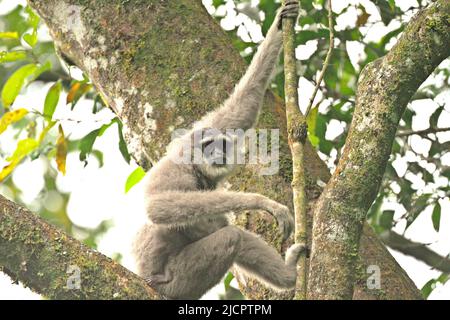 Portrait of a female individual of Javan gibbon (Hylobates moloch ...