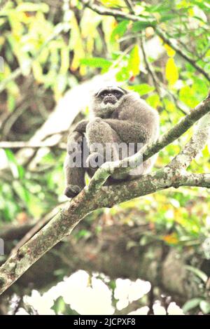 Portrait of a Javan gibbon (Hylobates moloch, silvery gibbon) in Gunung ...