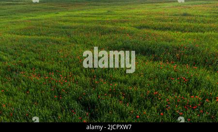 A red field of poppy flowers. Aerial view Stock Photo - Alamy