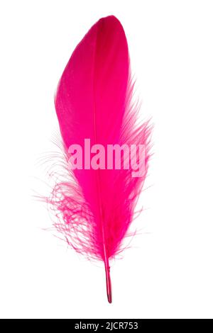 Feather elegant puff isolated on the white background Stock Photo - Alamy
