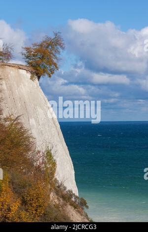 Calk cliffs. Tree on the edge. Jasmund National Park on the island of ...