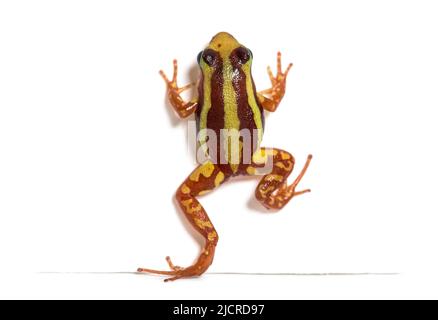 High view of Anthony's poison arrow frog escaping, Epipedobates ...