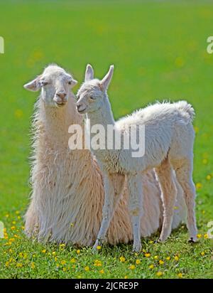 llama with foal Stock Photo - Alamy