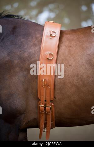 Surcingle, roller around a horse's girth. Germany Stock Photo - Alamy