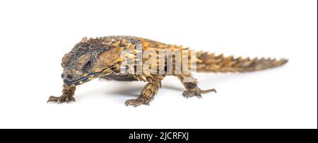 Armadillo girdled lizard, Ouroborus cataphractus, Isolated on white ...