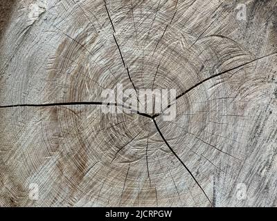 The texture of the surface of felled trees with year rings. Background ...