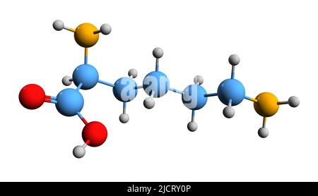 Lysine (Lys, K) amino acid molecule. Amino acids are the building ...