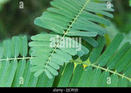green colored dhaincha tree plant on field for harvest Stock Photo - Alamy