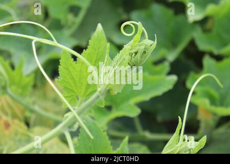 wax gourd tree in farm for harvest Stock Photo - Alamy
