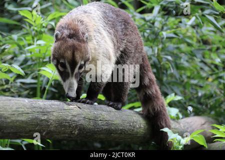 coati in a zoo in france Stock Photo - Alamy