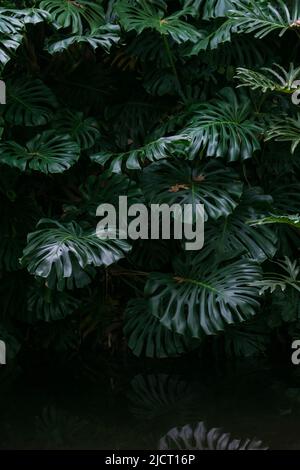 Monstera thickets in the forest background Stock Photo - Alamy