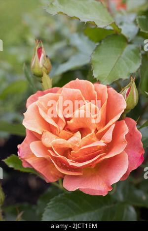 Rosa 'Pumpkin Patch' floribunda rose Stock Photo - Alamy