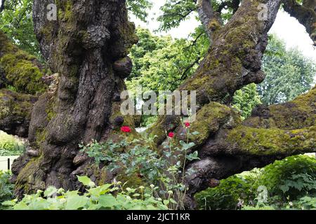 The Owen Cherry tree at Owen Rose Garden in Eugene, Oregon, USA Stock ...