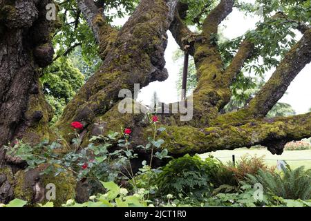 The Owen Cherry tree at Owen Rose Garden in Eugene, Oregon, USA Stock ...