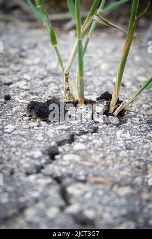 The power of growth. Sprouted sprout through the asphalt Stock Photo ...