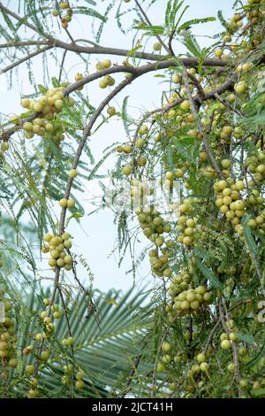 amla growing on trees in rural areas and forests is healthy rich ...