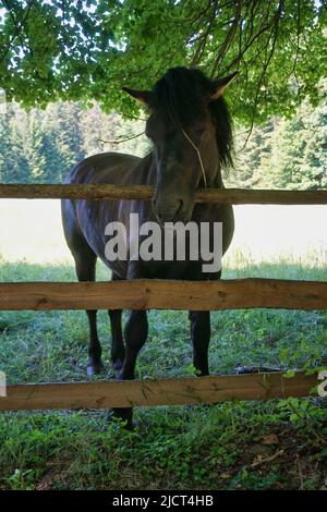 Polish Konik - horse with head over fence Stock Photo - Alamy