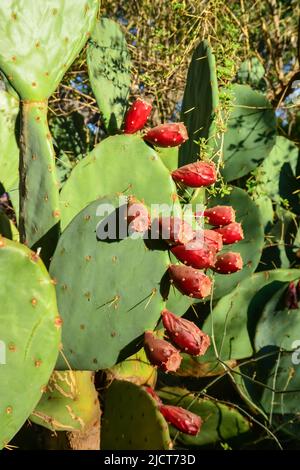Cactus with red fruits in a pot close up Stock Photo - Alamy