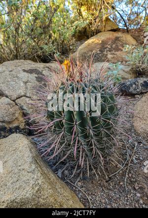 Cactus Ferocactus in the Phoenix Botanical Garden, Arizona, USA Stock ...
