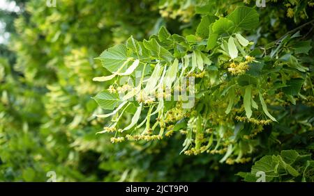 Linden yellow blossom of Tilia cordata tree (small-leaved lime, little ...