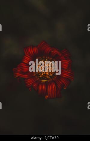 Red flower in spring morning Stock Photo - Alamy