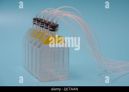 Experience with bacteria to obtain enzymes. cell culture flasks with ...