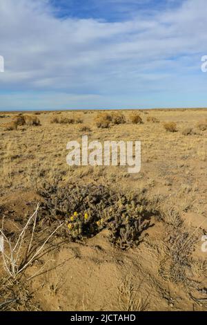 (Cylindropuntia versicolor) Prickly cylindropuntia with yellow fruits ...