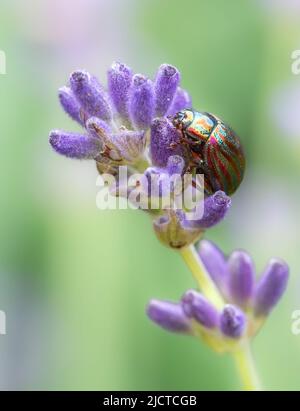 Rainbow leaf beetle / Snowdon Beetle, Chrysolina cerealis - a beautiful ...